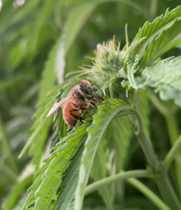 Hemp and the Bees – Hemp Harvests