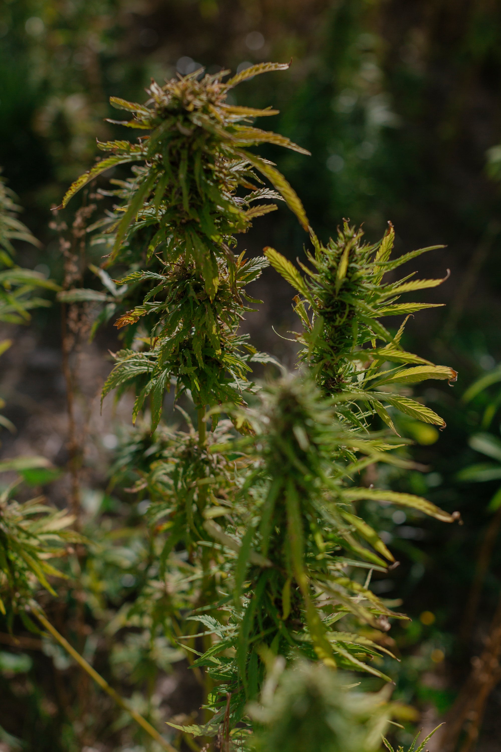 Hemp Seed Oil | 100% Australian-Grown | Hemp Harvests