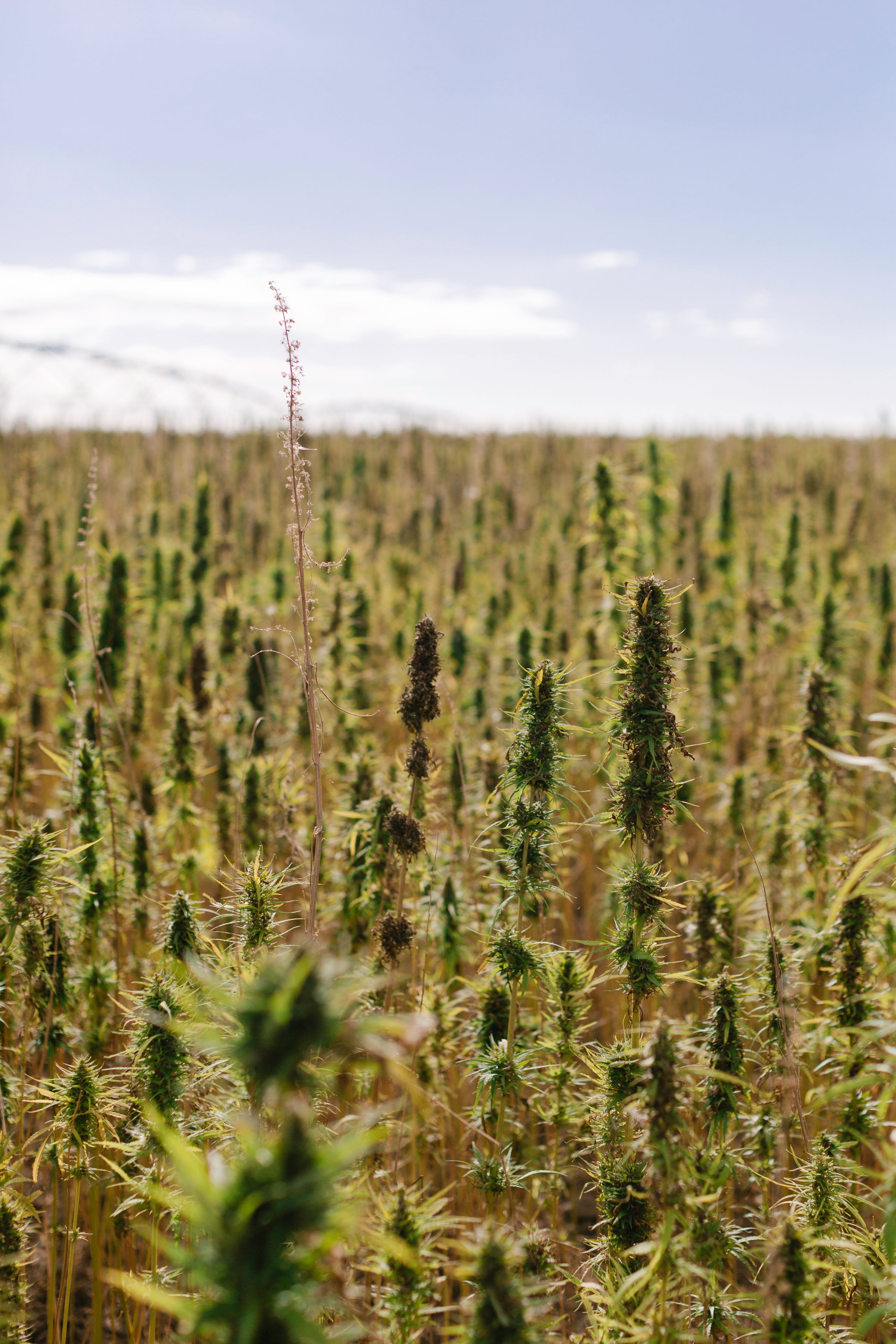 Hemp Seeds (Hearts) | Tasmanian | 100% Australian Grown | Hemp Harvests